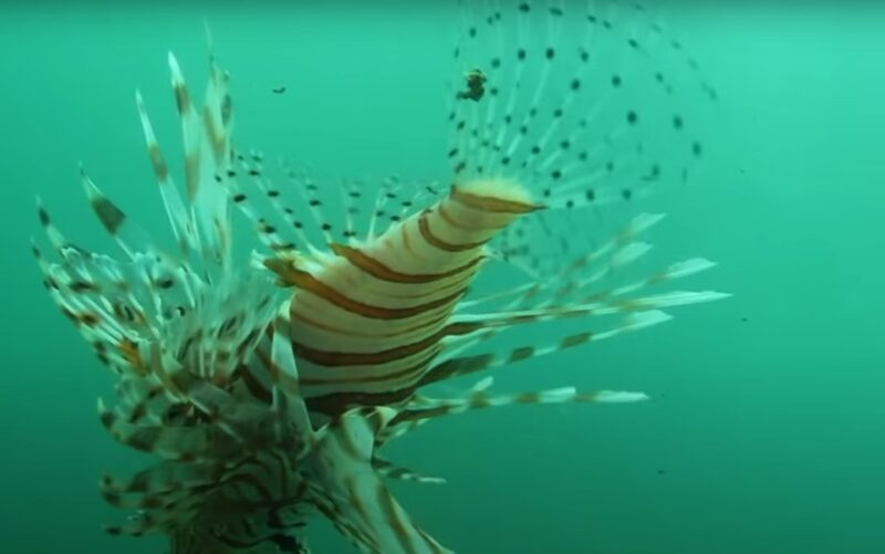 Why Is Bay of Bengal Famous? - For Travelers, Adventurers and Nature Lovers