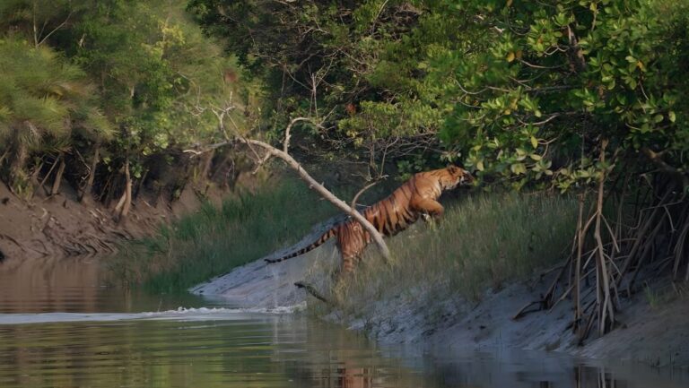 How You Can Spot the Bengal Tiger at Wildlife Watching in the Sundarbans